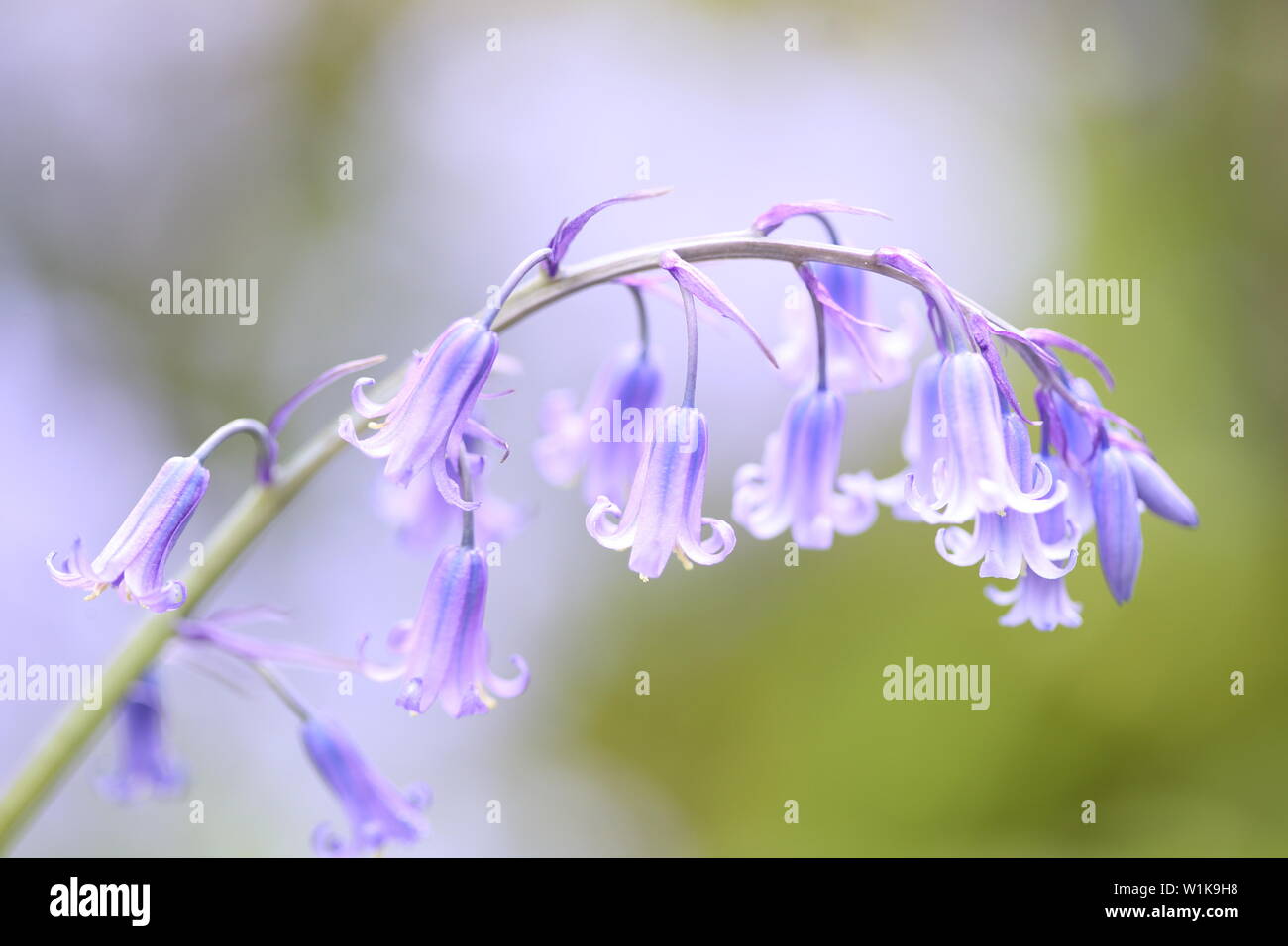 Single bluebell stem hi-res stock photography and images - Alamy
