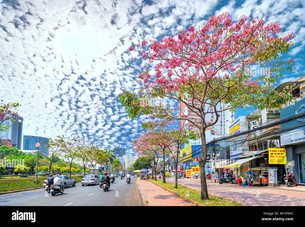 Busy traffic at boulevard with tabebuia rosea flower blooms planted ...