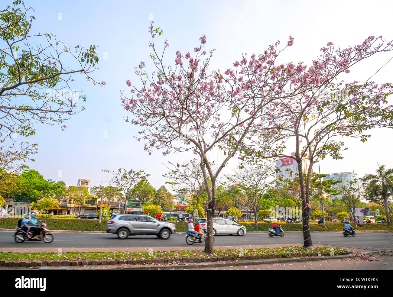 Tabebuia rosea trees bloom is grown along the avenue decorate the urban ...