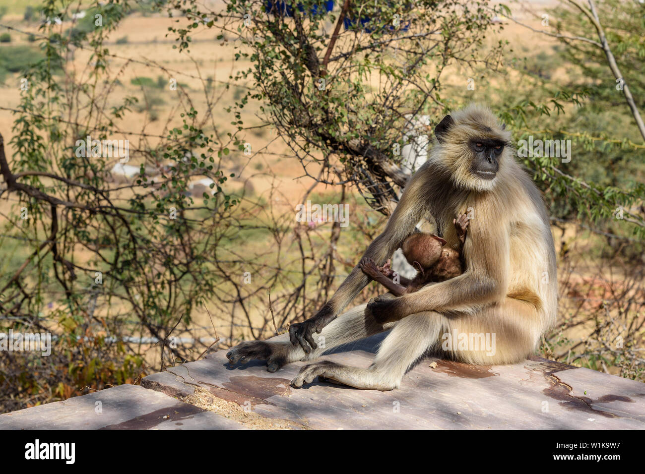 India hills monkey hi-res stock photography and images - Alamy
