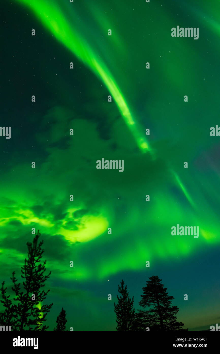 Aurora borealis, Northern lights, above treetops Stock Photo - Alamy