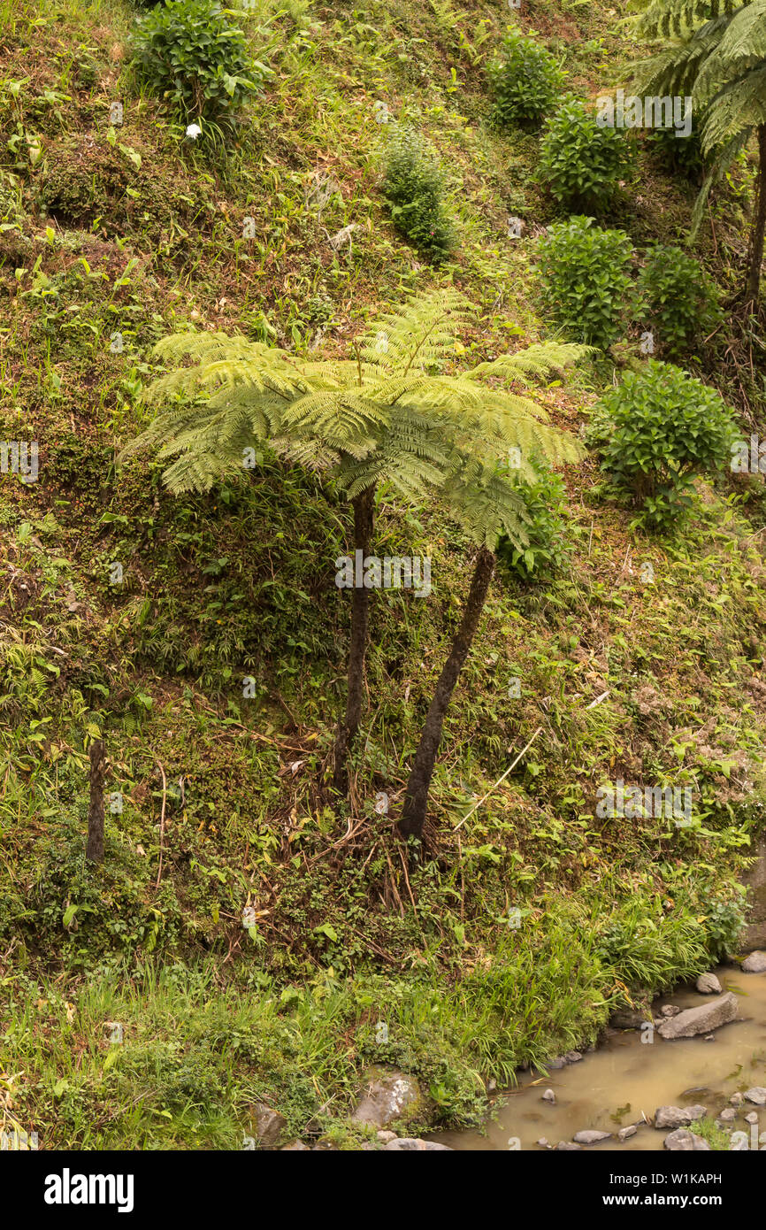 Fern trees, looking like from prehistoric period, growing in a natural ...