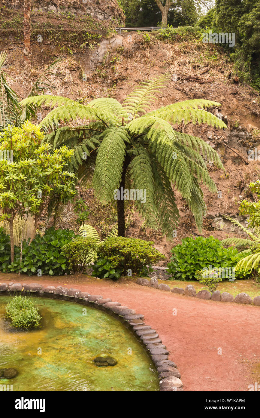 Fern trees, looking like from prehistoric period, growing in a natural ...