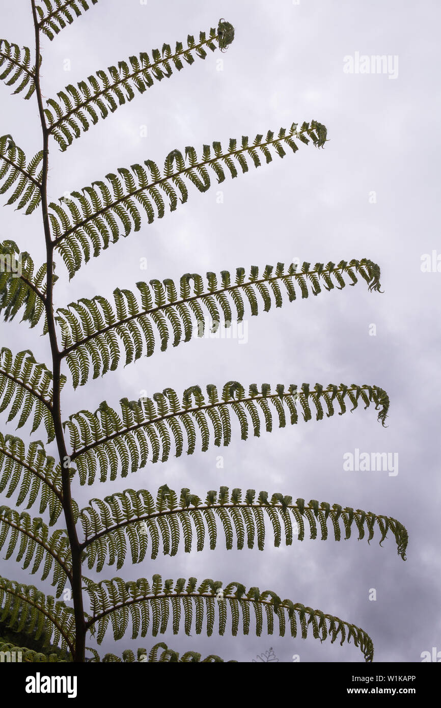 Detail of the structure of a twig of a fern tree. Park in Nordeste, Sao ...