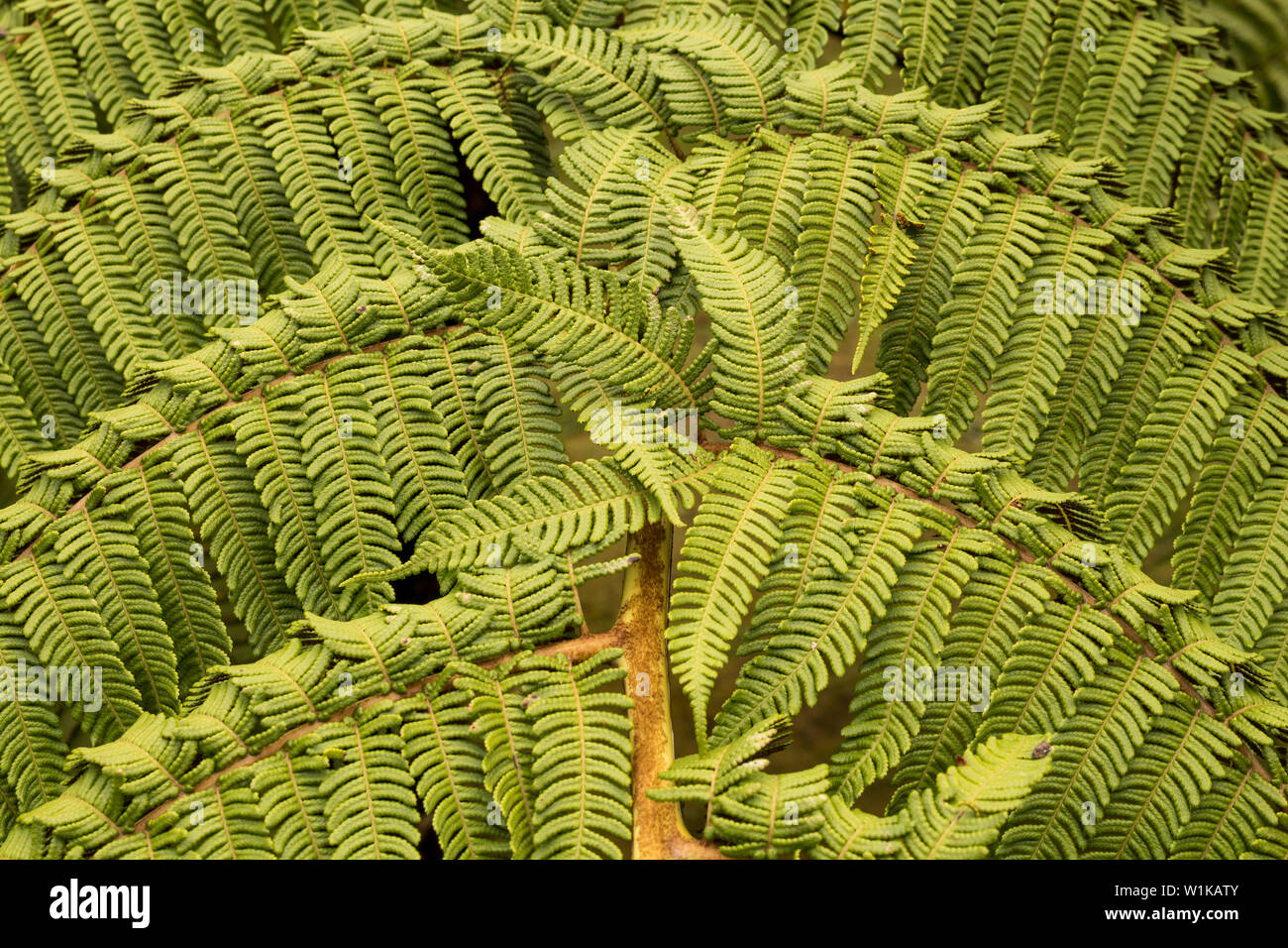 Detail of the structure of a twig of a fern tree. Park in Nordeste, Sao ...