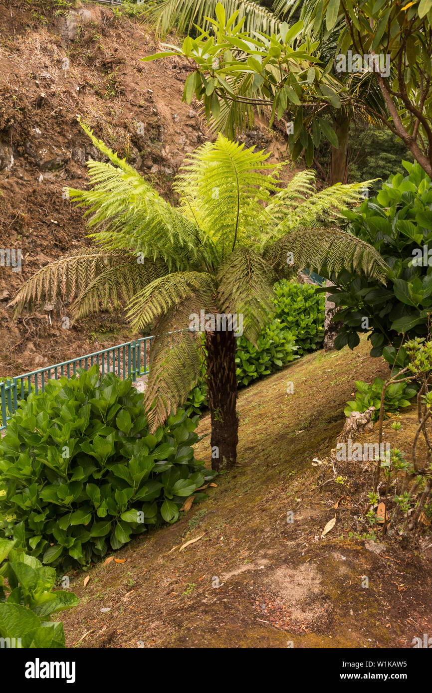 Fern trees, looking like from prehistoric period, growing in a natural ...