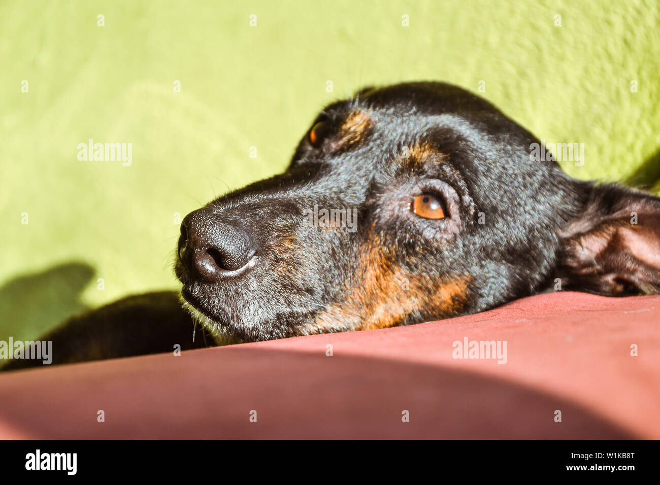 Black dog - sad rescue dog waiting for his owner to come back and pick ...