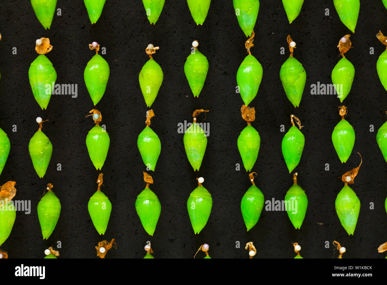 MORPHO BUTTERFLY (Morpho menelaus) , Santa Elena Cloud Forest Nature ...