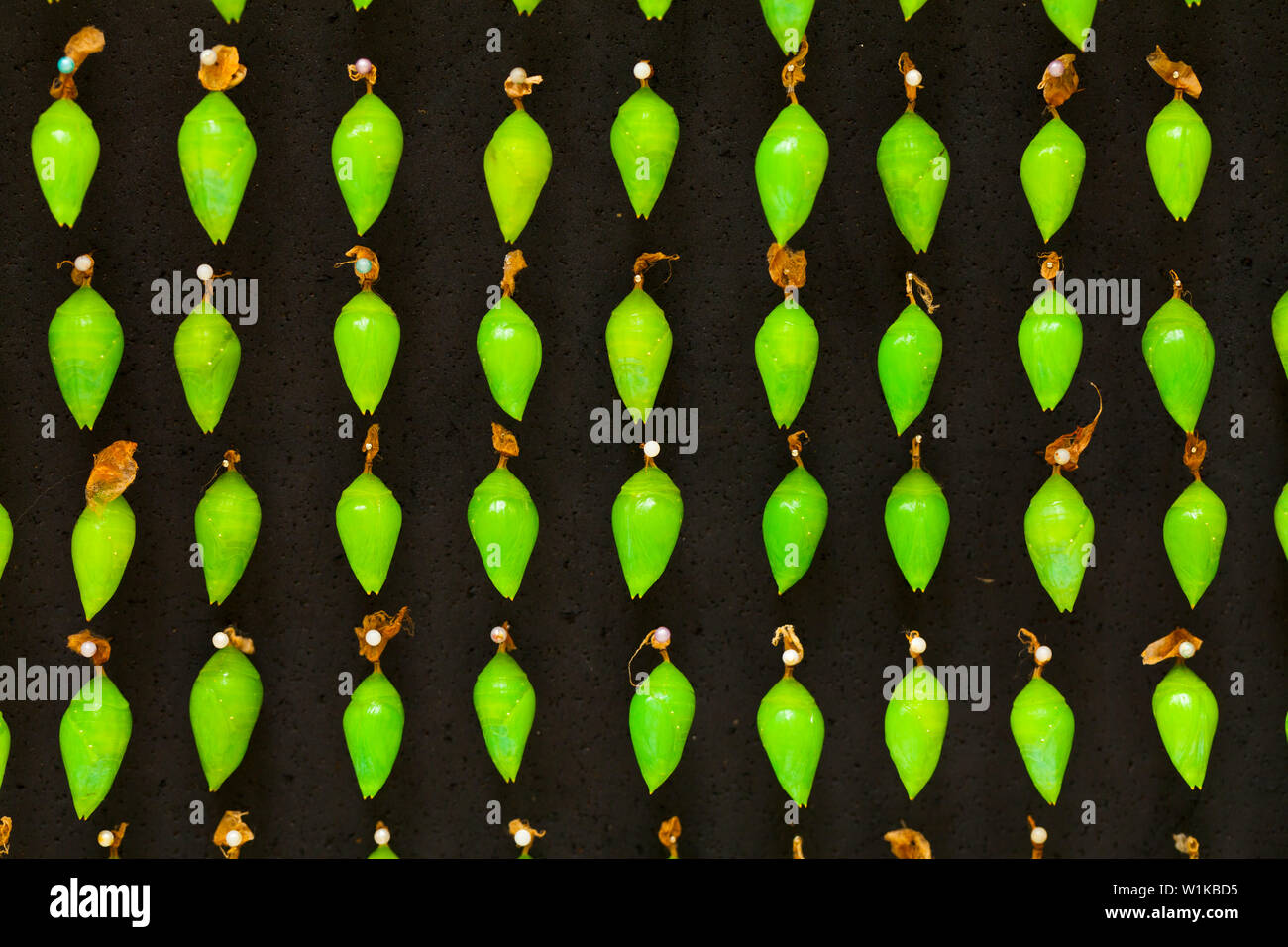 MORPHO BUTTERFLY (Morpho menelaus) , Santa Elena Cloud Forest Nature ...