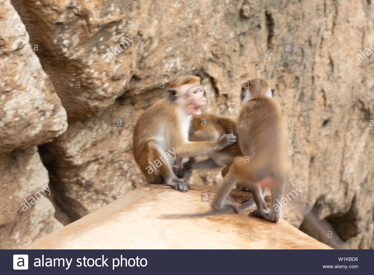 Bald Lion High Resolution Stock Photography and Images - Alamy