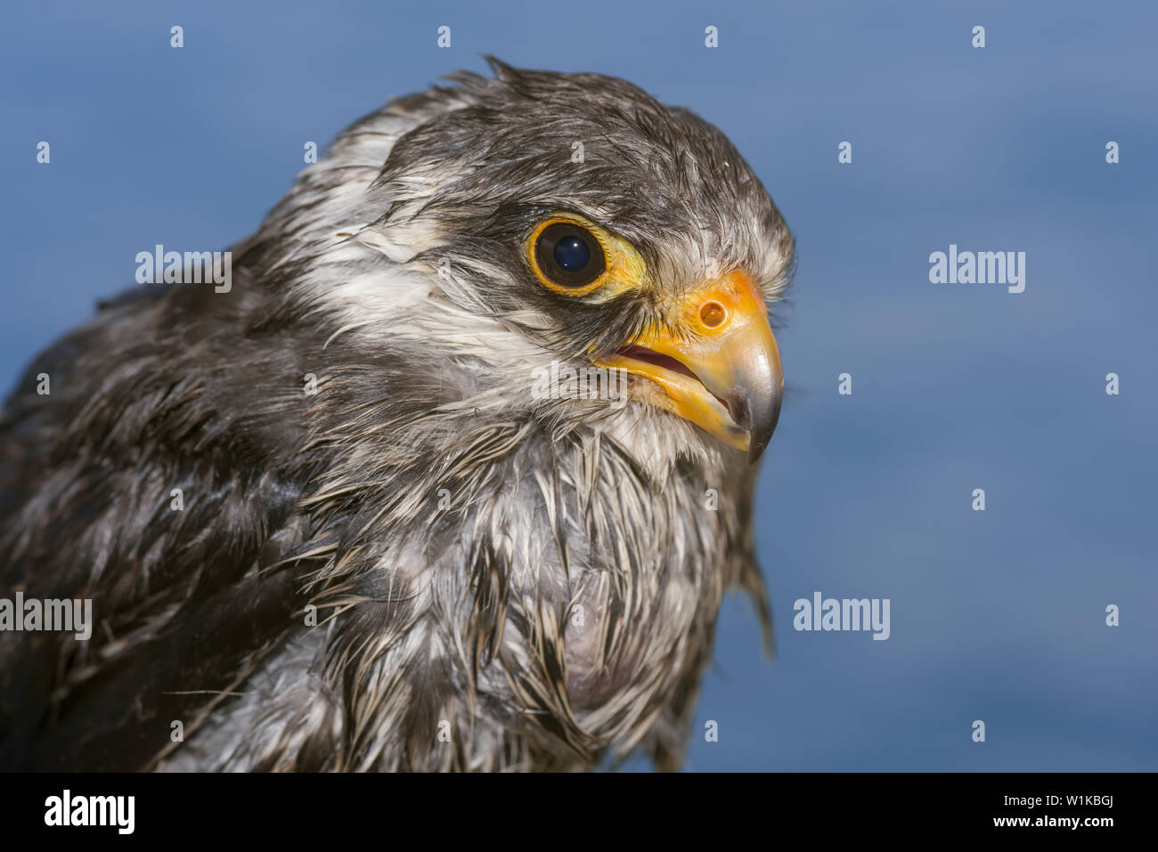 Portrait of Amur falcon (Falco amurensis) on blue water background ...