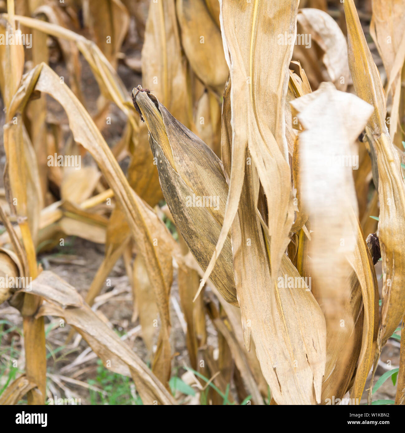 Dried corn on the field Stock Photo - Alamy