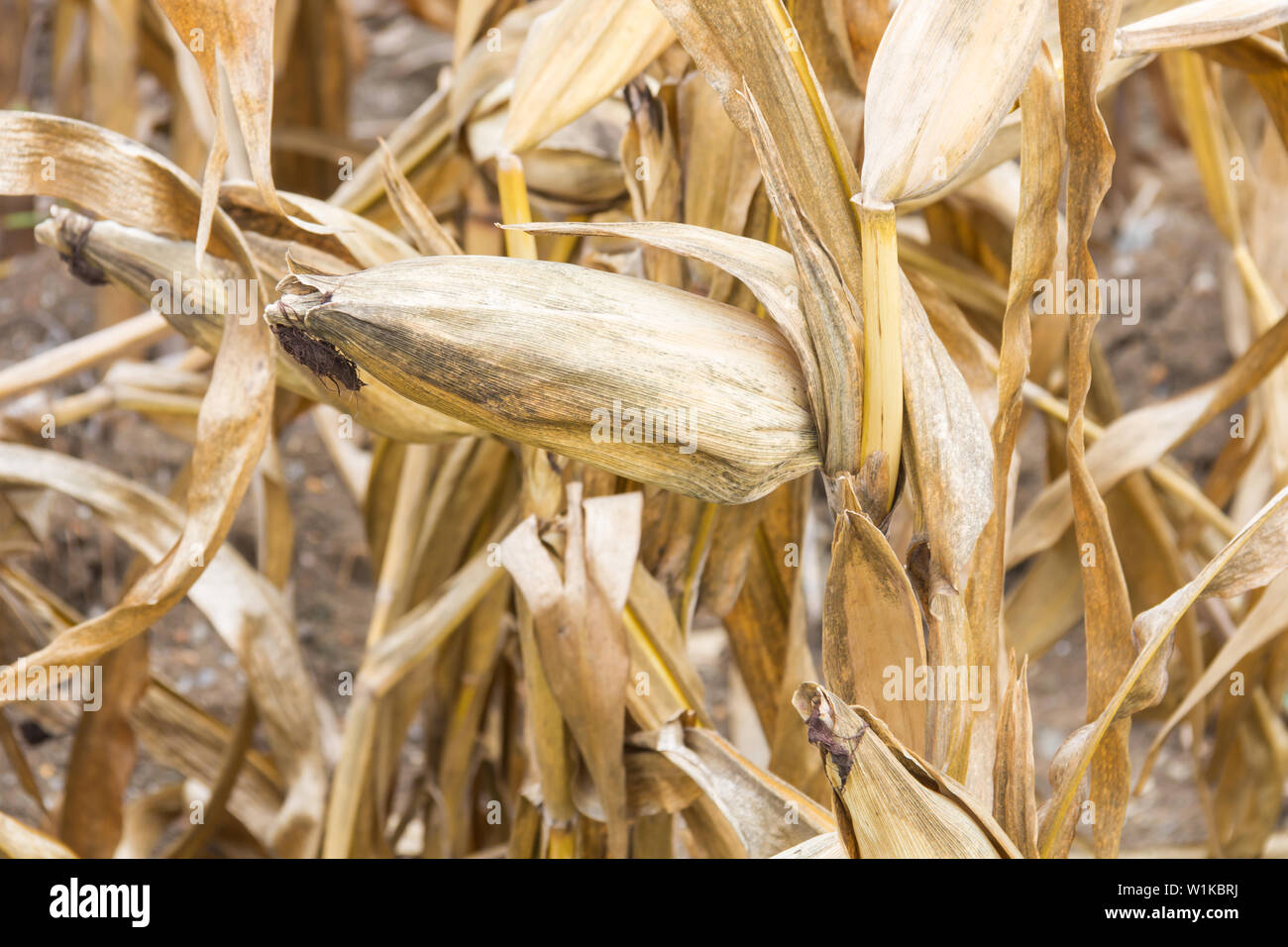 Dried corn on the field Stock Photo - Alamy