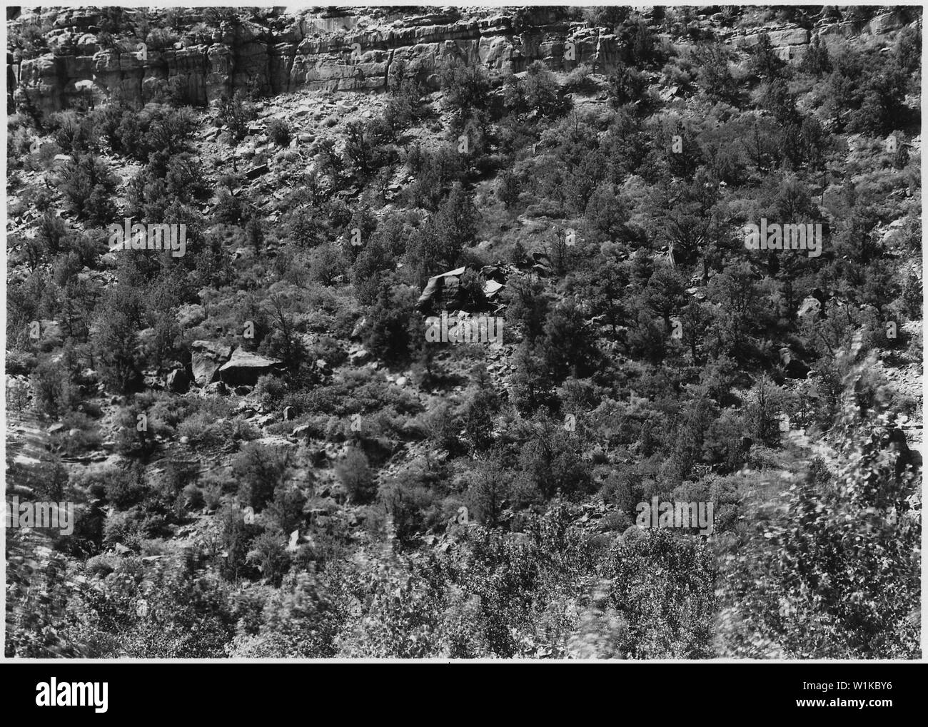 View of stunted forest on exposed slope of Zion. Utah Juniper and Pinon ...