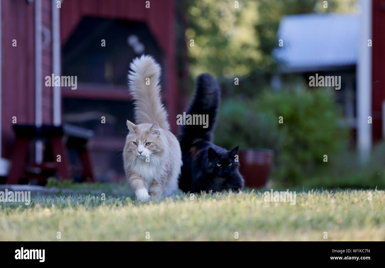 Domestic cat paw over eyes hi-res stock photography and images - Alamy