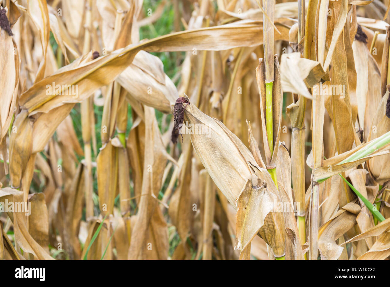 Dried corn on the field Stock Photo - Alamy