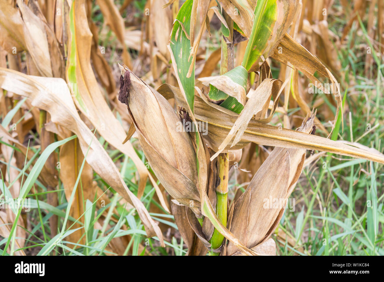 Dried corn on the field Stock Photo - Alamy
