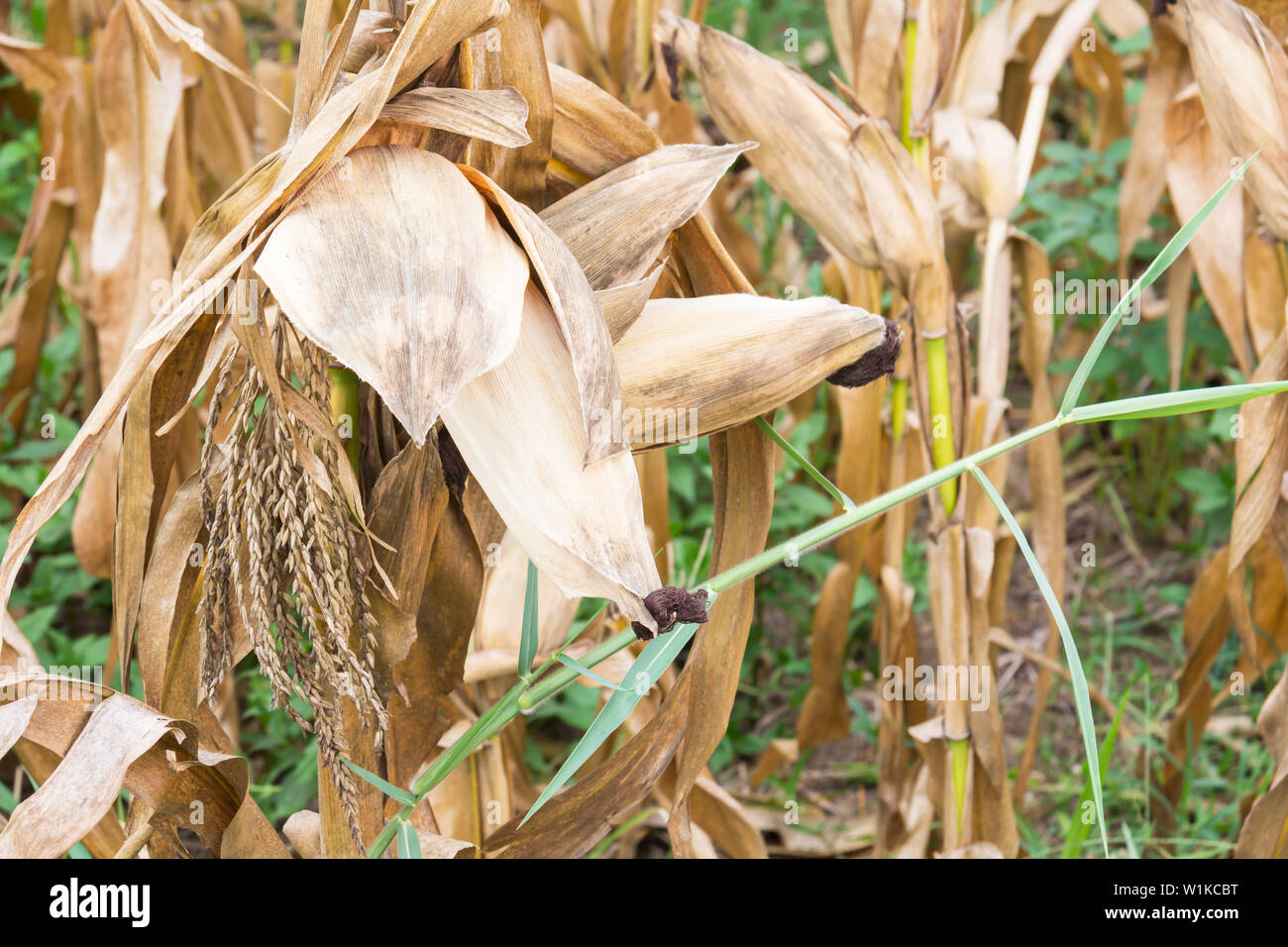 Dried corn on the field Stock Photo - Alamy