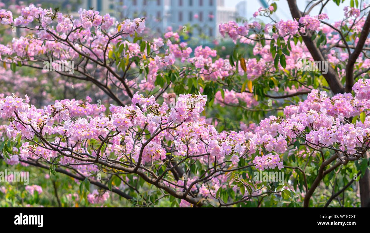 Tabebuia rosea or pink trumpet blooming. This is a blooming flower in ...