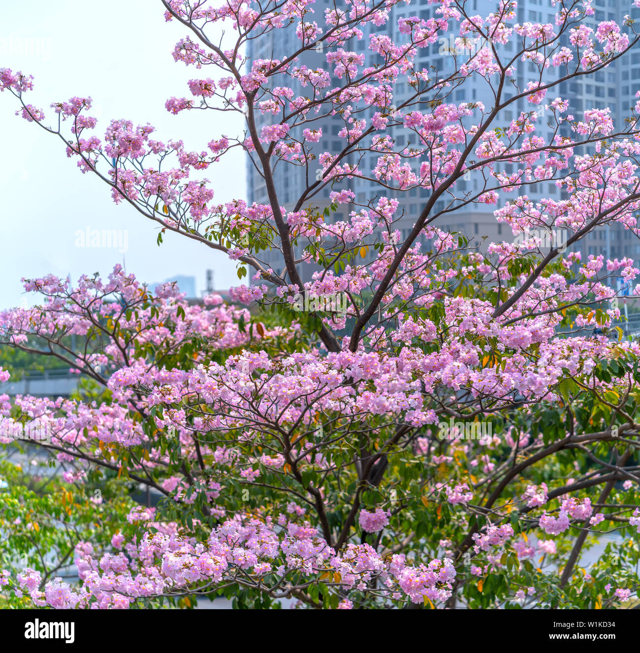 Tabebuia rosea or pink trumpet blooming. This is a blooming flower in ...