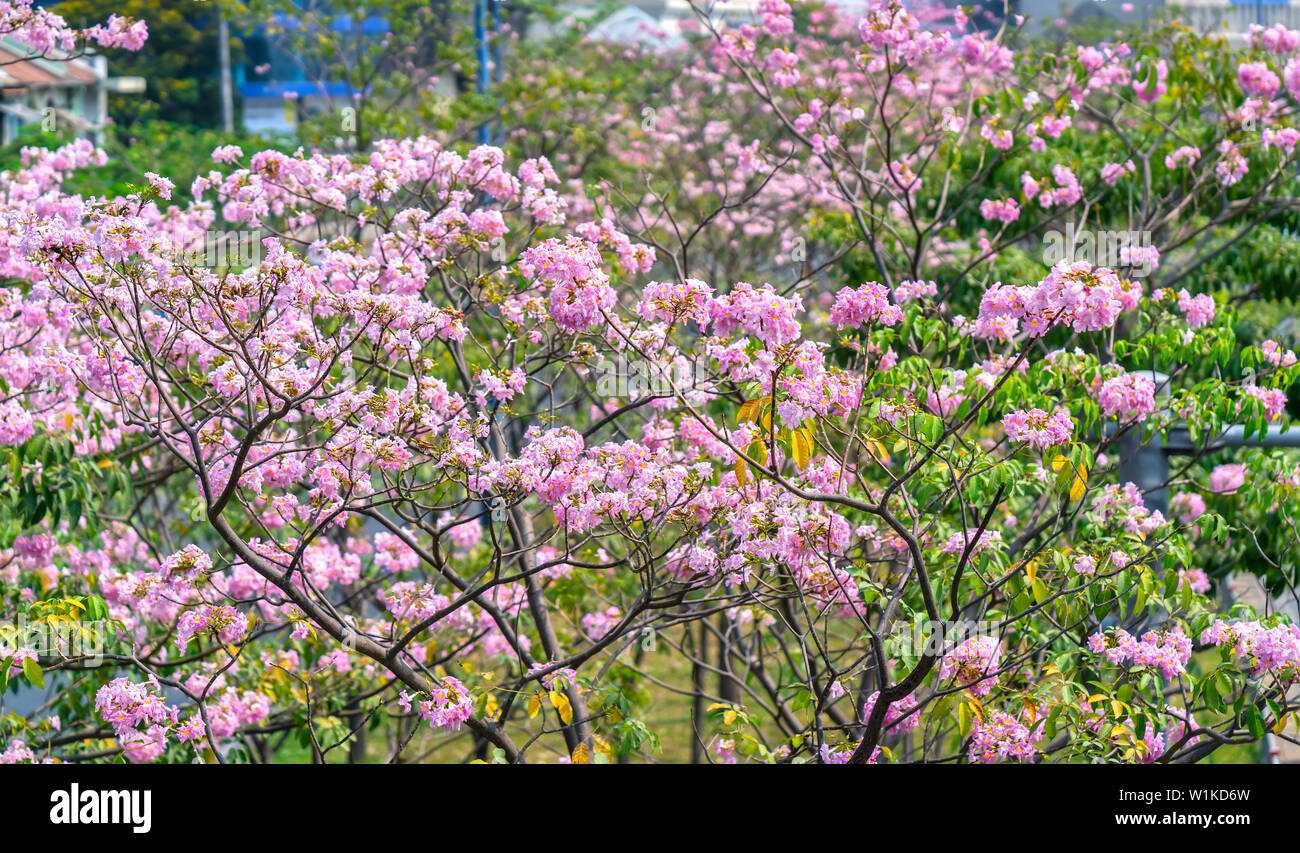 Tabebuia rosea or pink trumpet blooming. This is a blooming flower in ...