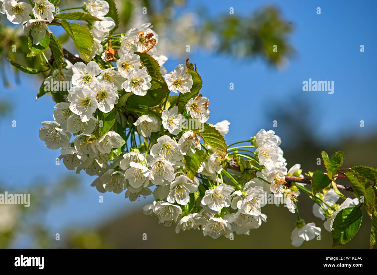 Branch cherry tree hi-res stock photography and images - Alamy