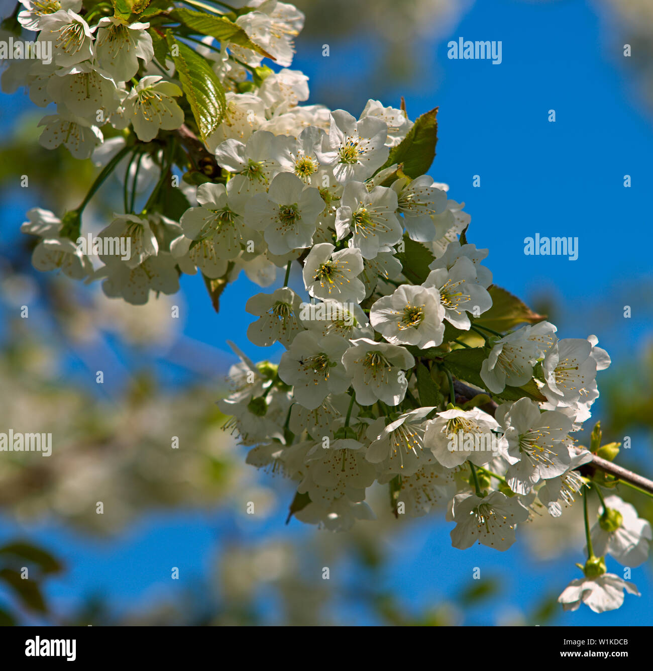 Branch cherry tree hi-res stock photography and images - Alamy