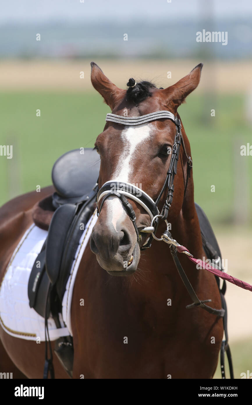 Dressage Horse Head