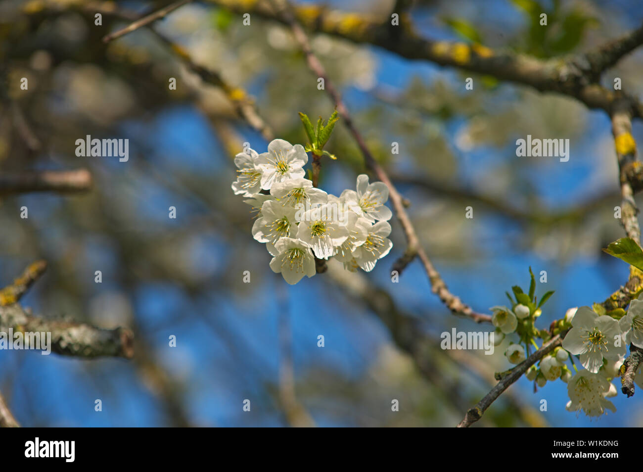 Branch cherry tree hi-res stock photography and images - Alamy