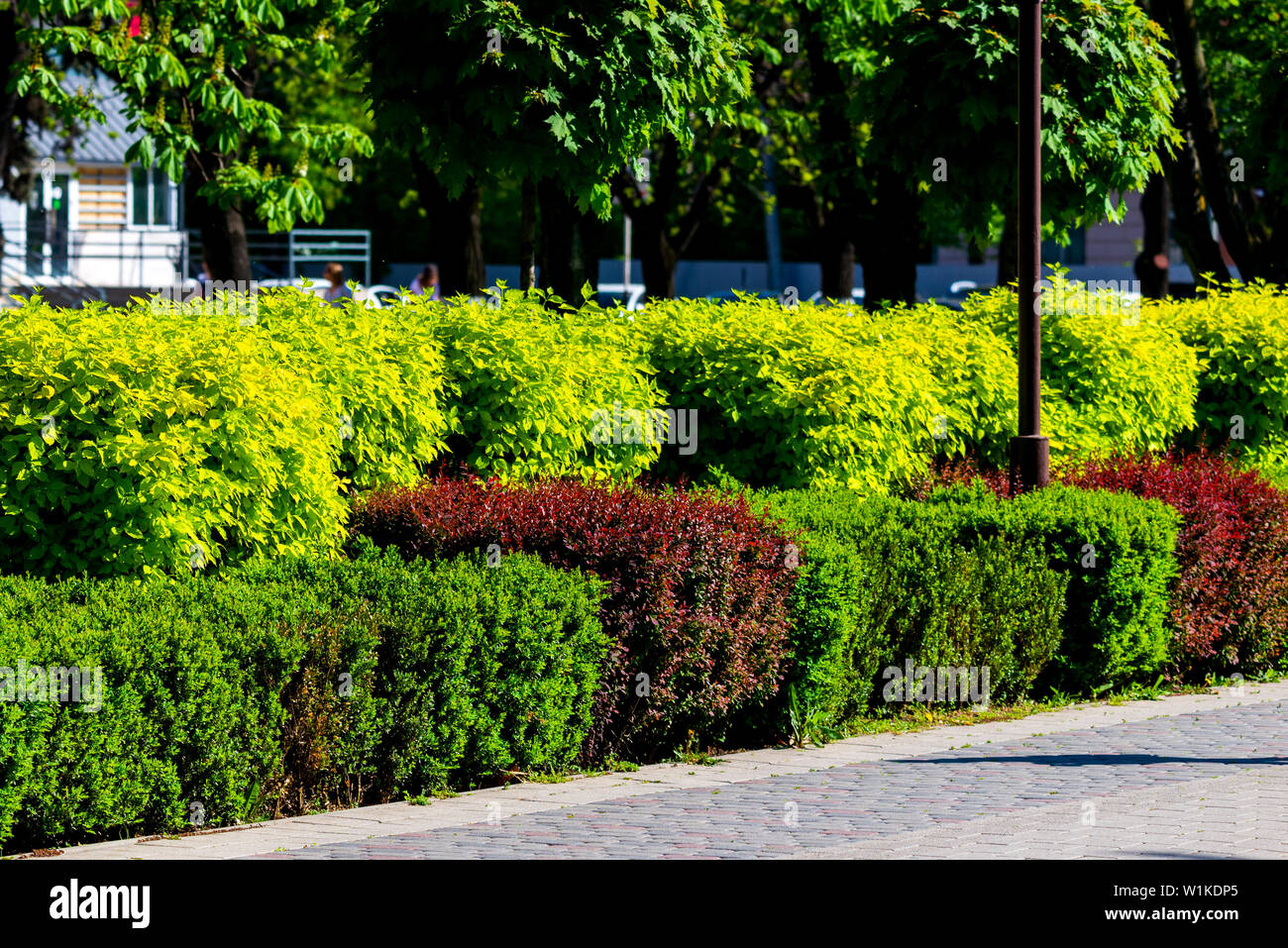 Colorful hedges in the city park in Russia Stock Photo - Alamy