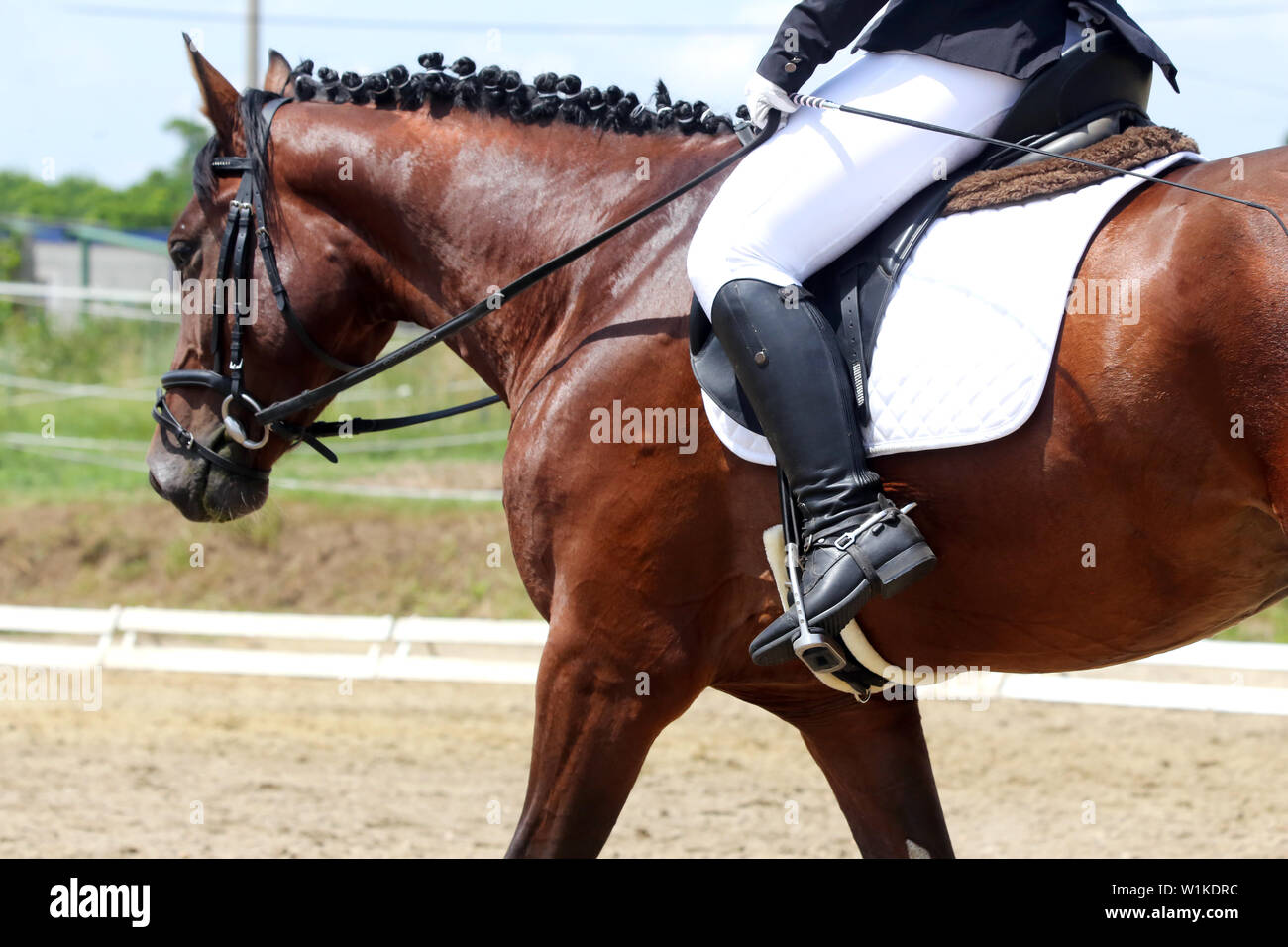 Beautiful dressage horse portrait closeup during competition on natural ...