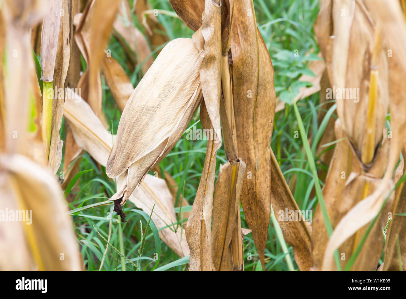 Dried corn on the field Stock Photo - Alamy