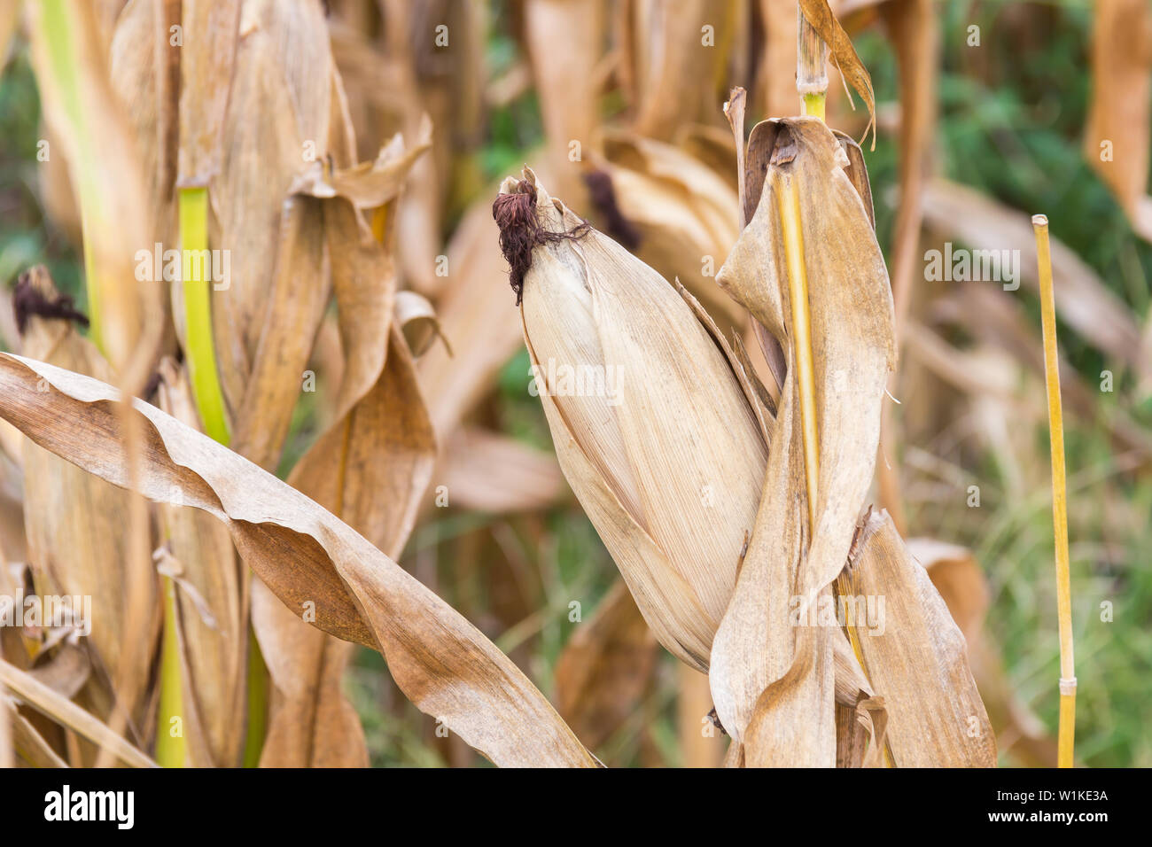 Dried corn on the field Stock Photo - Alamy