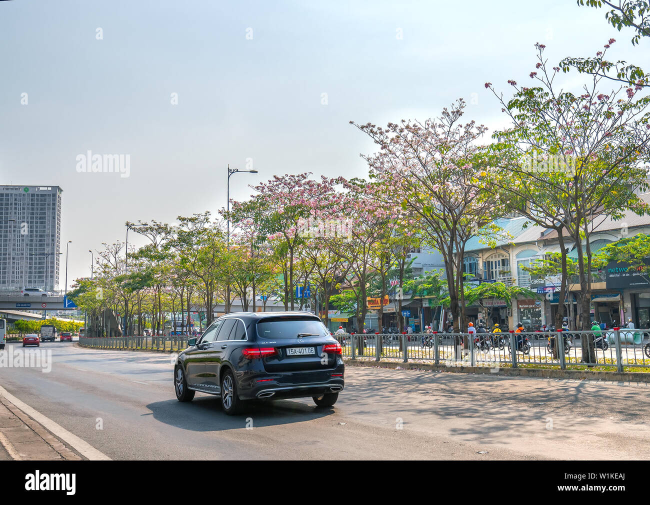 Traffic in Saigon street with car move under pink tabebuia rosea flower ...