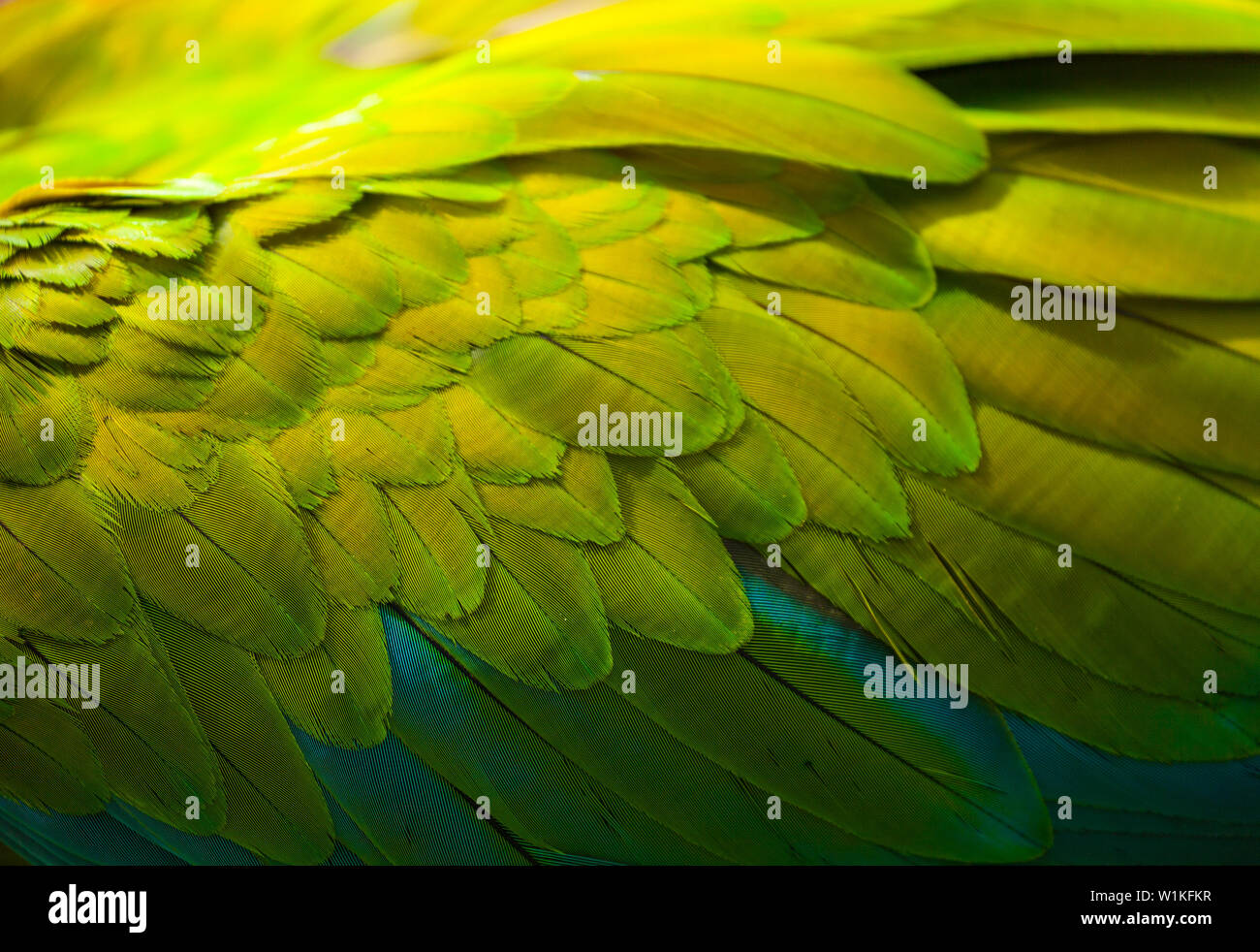 Guacamayo verde hi-res stock photography and images - Alamy