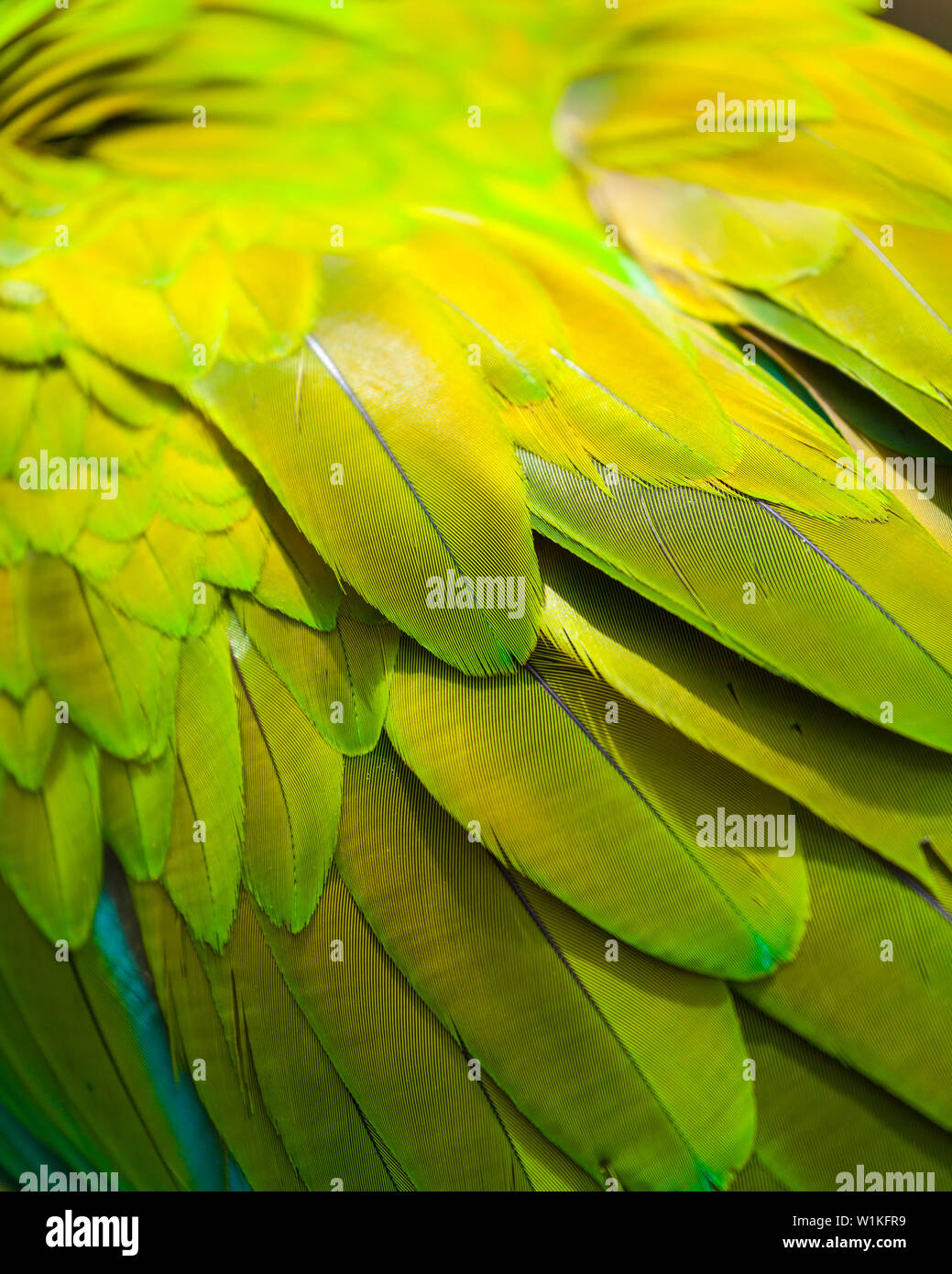 Guacamayo verde hi-res stock photography and images - Alamy