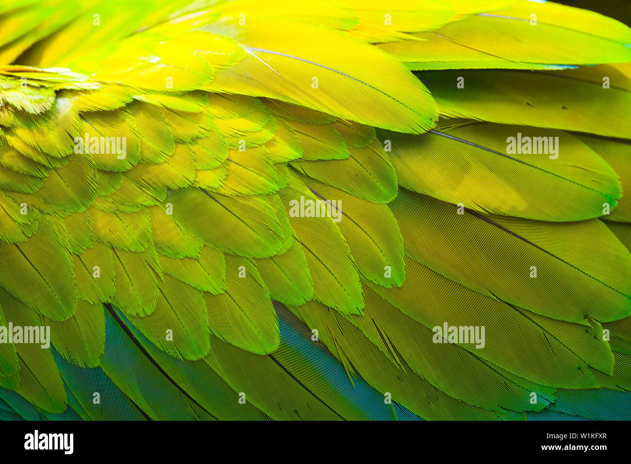 GREAT GREEN MACAW - GUACAMAYO VERDE O LAPA VERDE (Ara ambiguus Stock ...