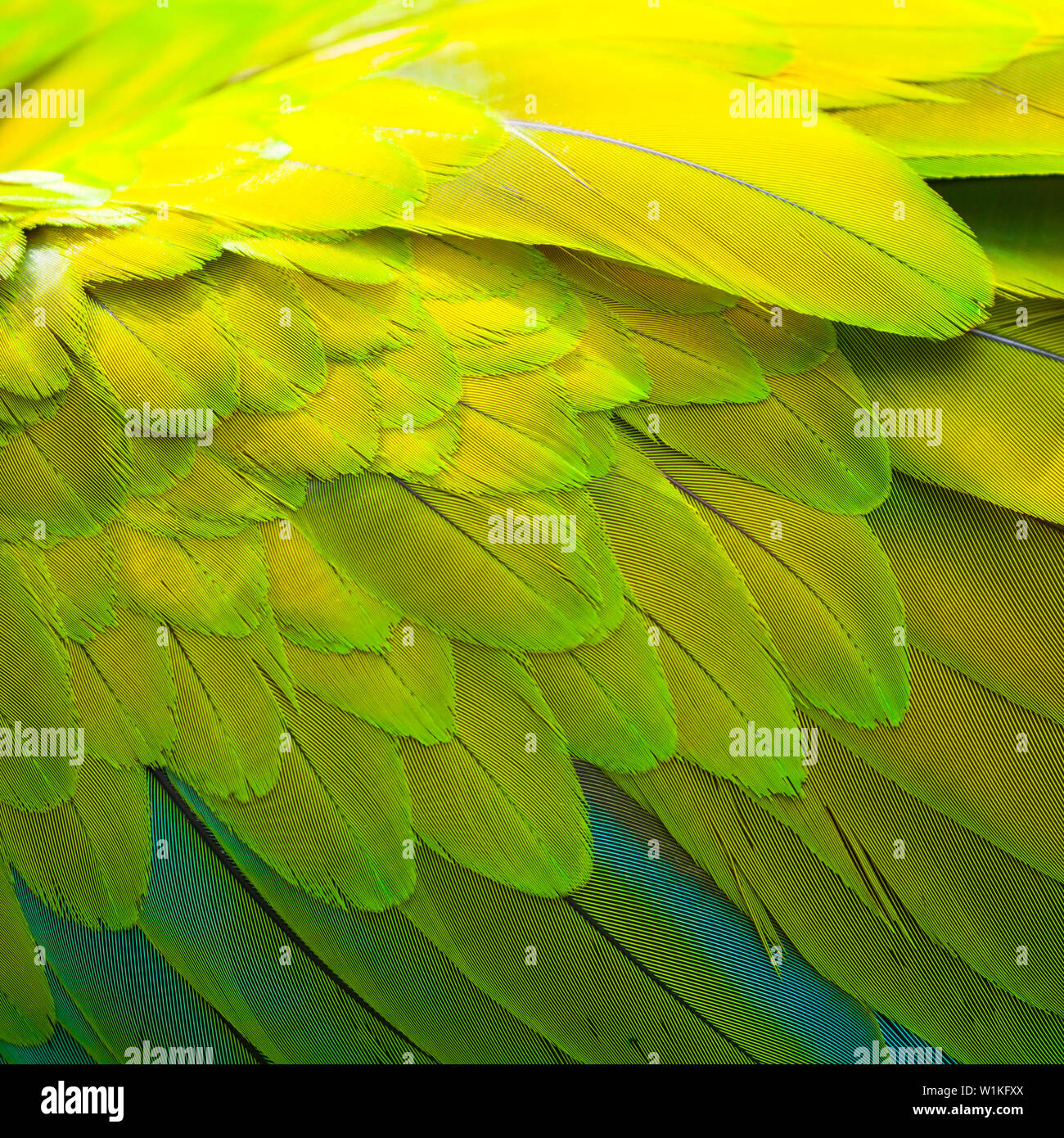 GREAT GREEN MACAW - GUACAMAYO VERDE O LAPA VERDE (Ara ambiguus Stock ...