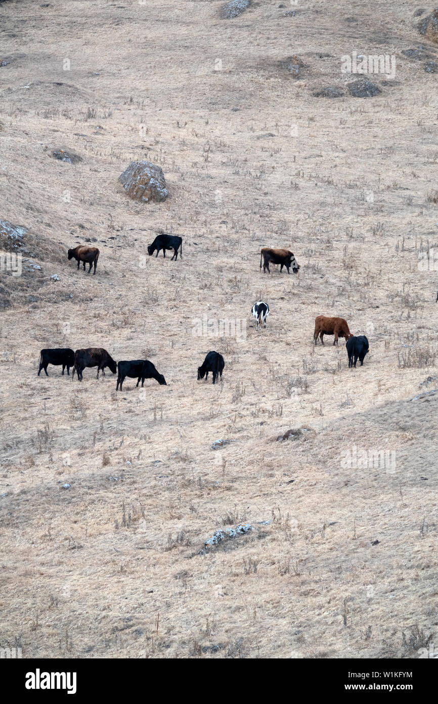 Lean cows eating hi-res stock photography and images - Alamy