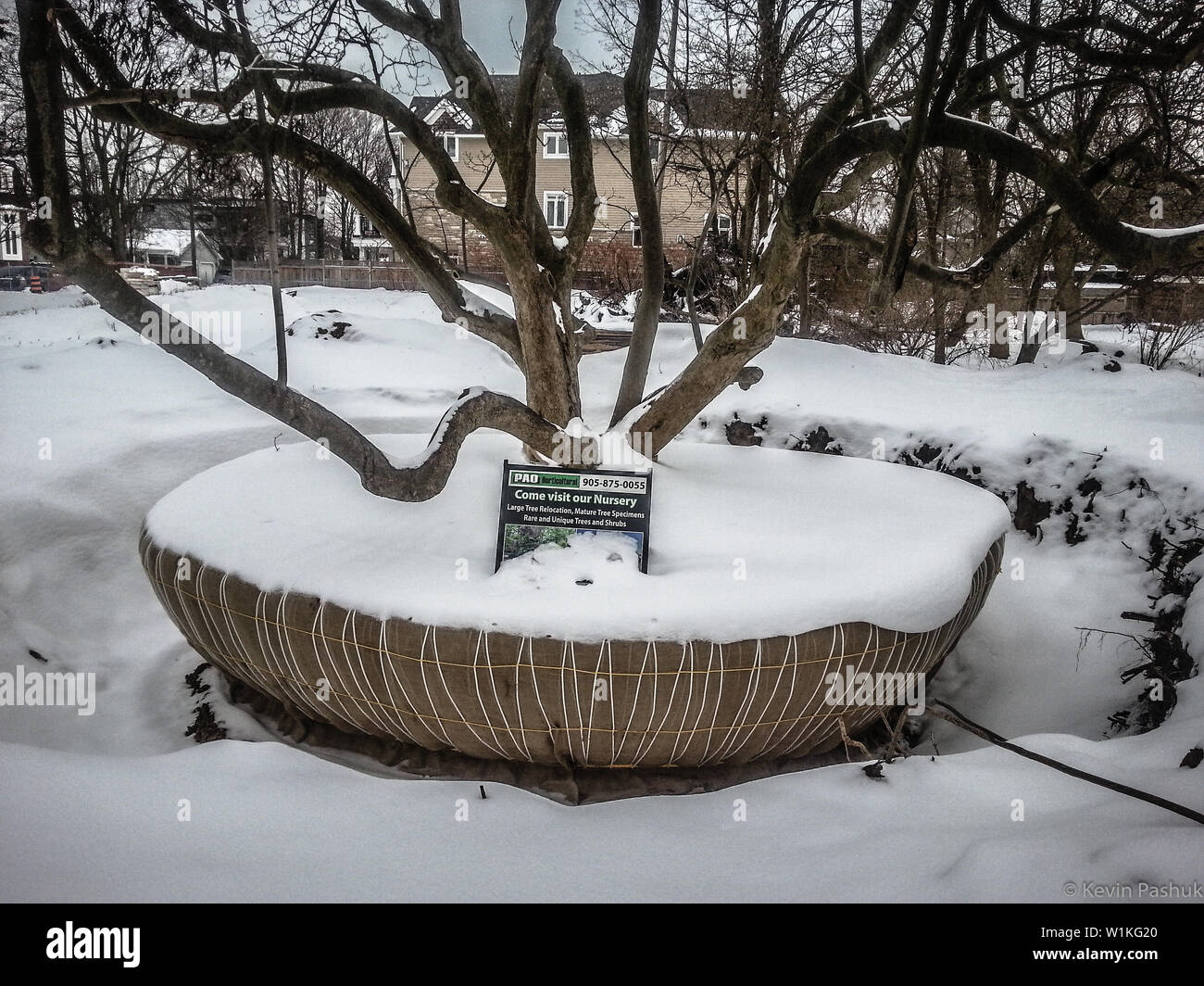 I've seen a number of trees relocated in my life, including a 30 foot ...