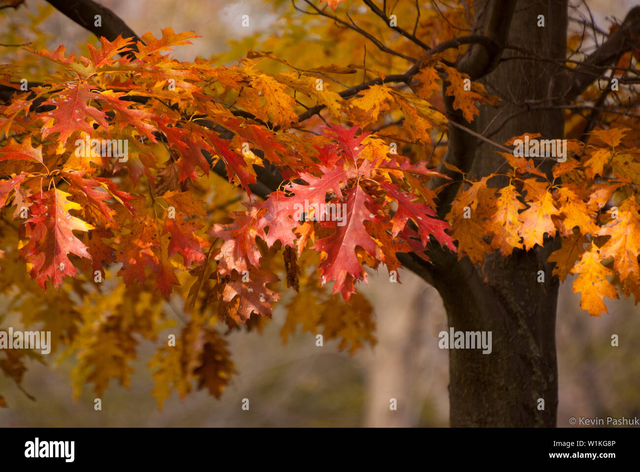 Oakville ontario oak tree hi-res stock photography and images - Alamy