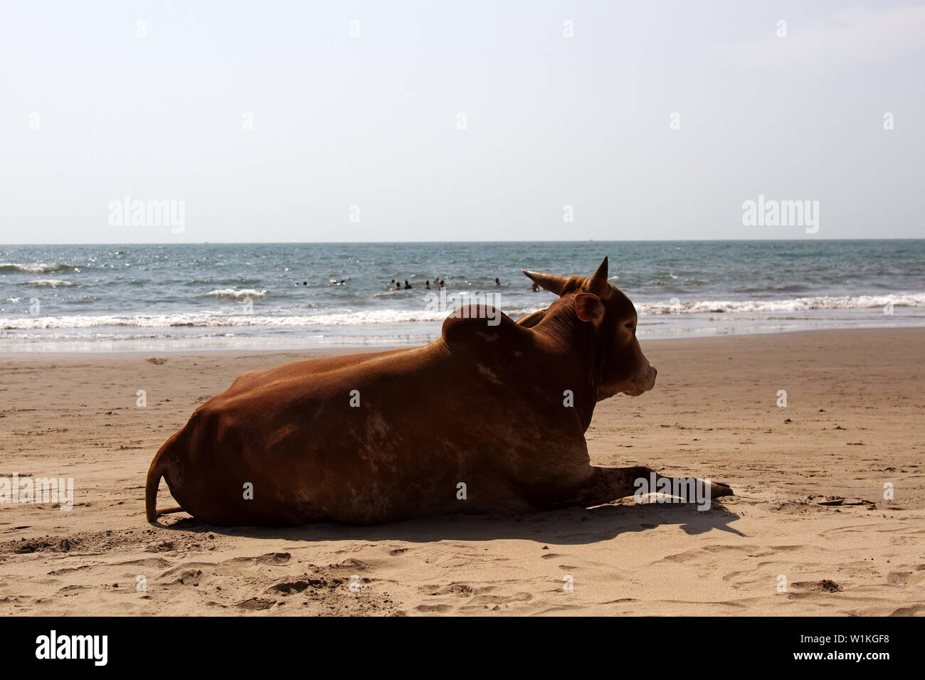 Cow zebu on the beach. Look at the swimmers and kite surfing. Arabian ...