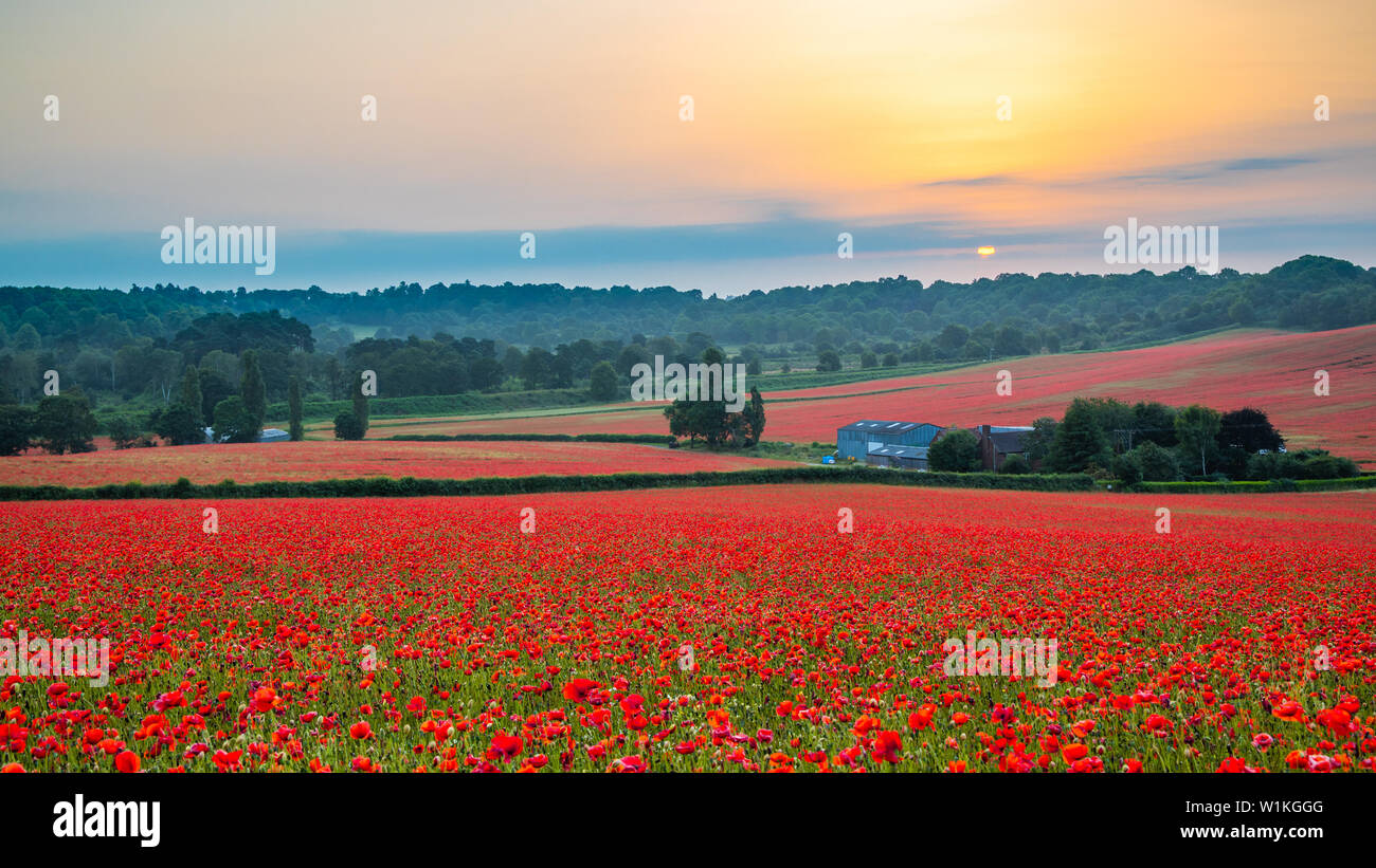 Amazing Poppy Field at Brewdley, West Midlands at Dawn Stock Photo - Alamy