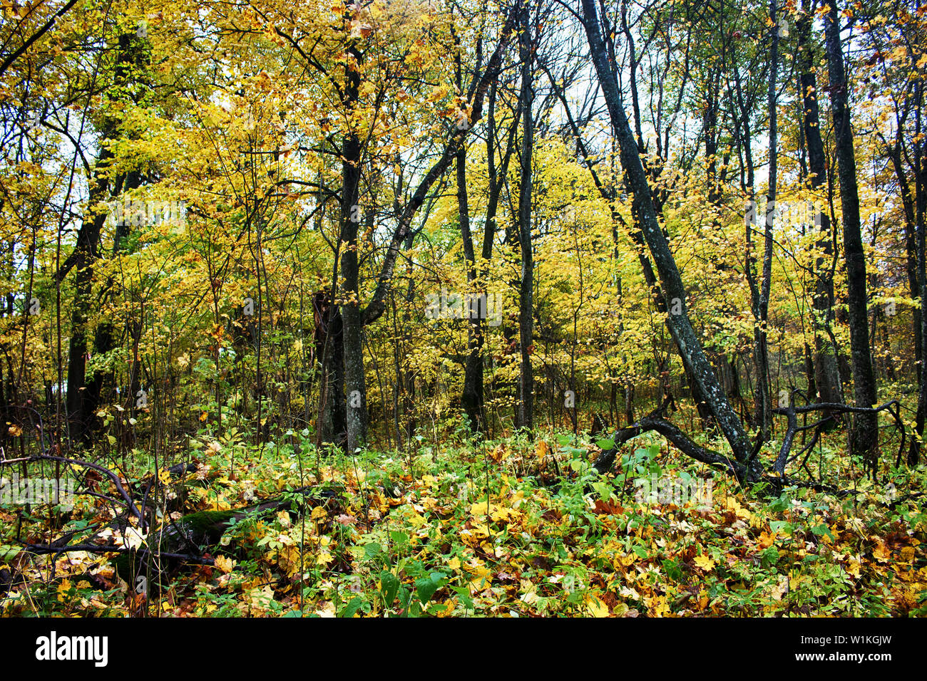 Abandoned old Park with a pond, deck, streams, ancient trees, garden ...