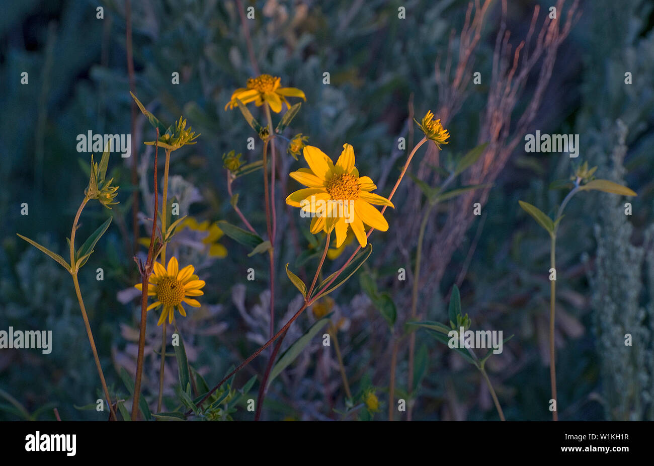 Golden aster wildflower hi-res stock photography and images - Alamy