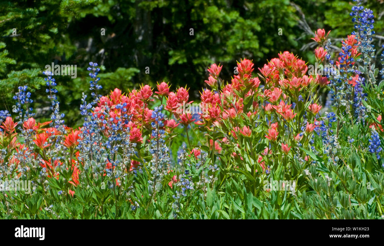 Indian paint brush hi-res stock photography and images - Alamy
