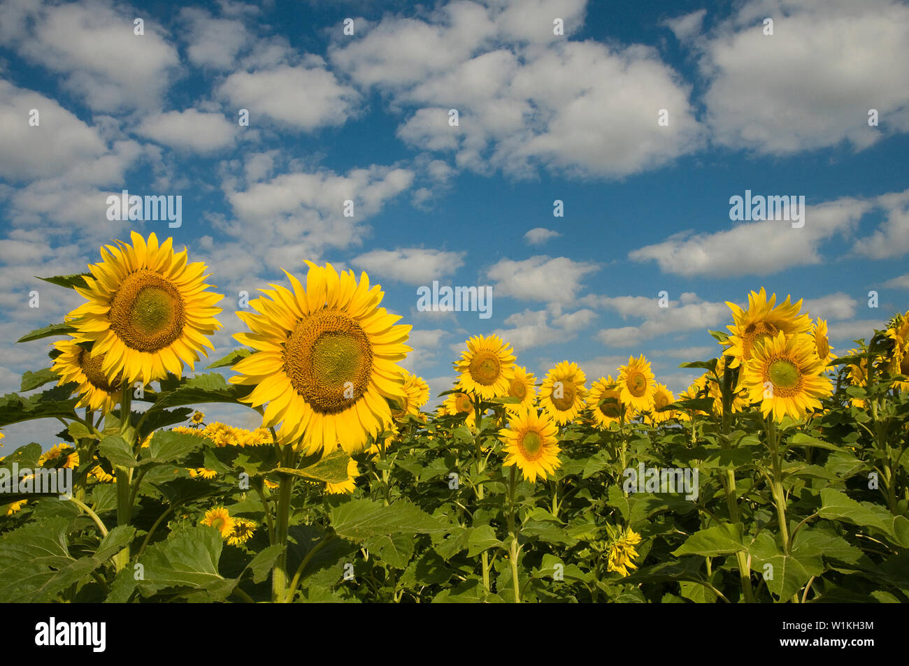 The earth is aglow in yellow in a field of sunflowers along I-90 near ...