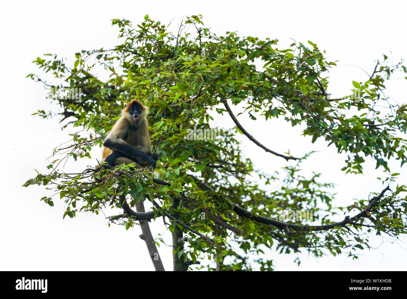 SPIDER MONKEY - MONO ARAÑA (Ateles geoffroy), Costa Rica, Central ...