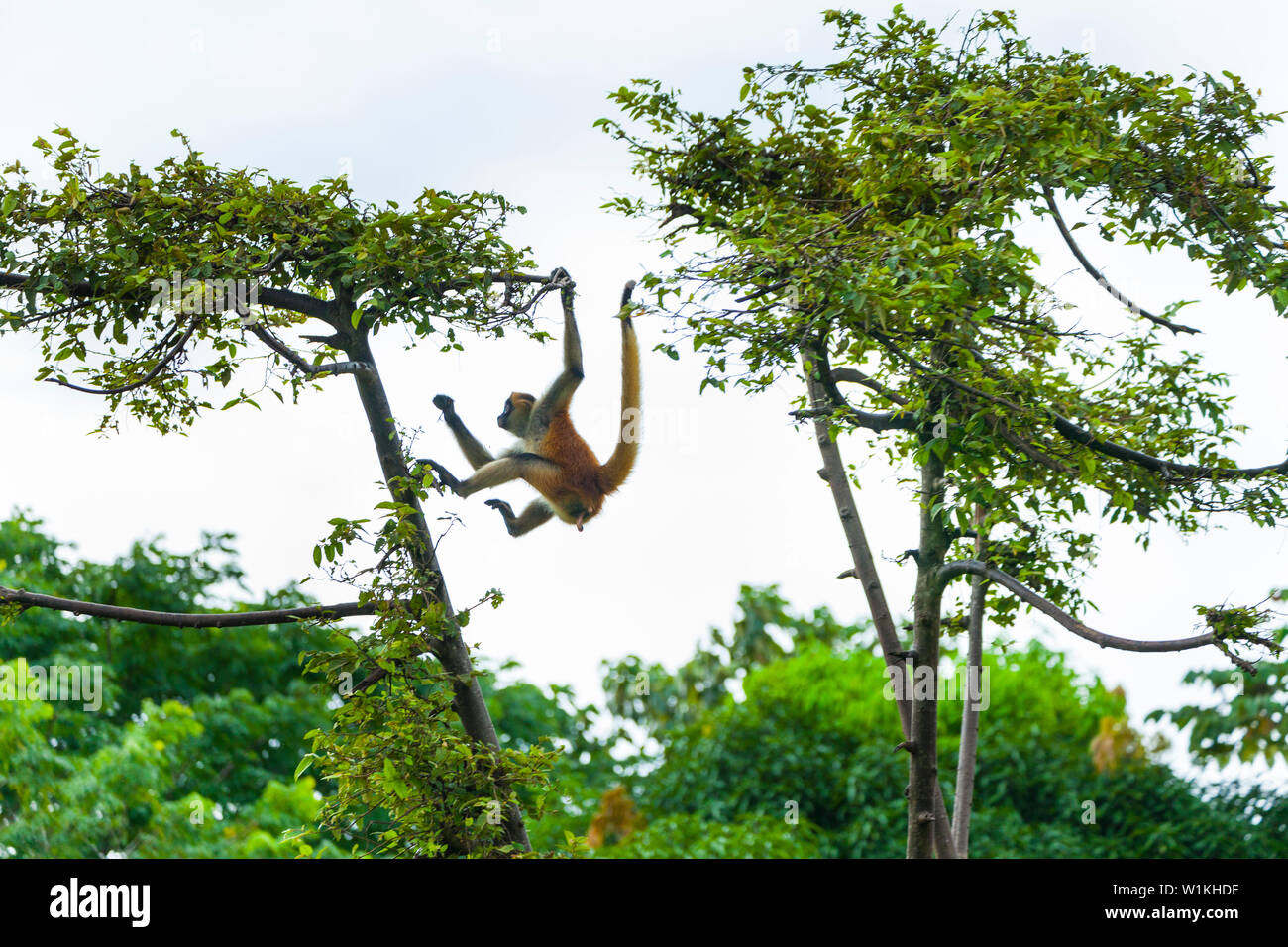 SPIDER MONKEY - MONO ARAÑA (Ateles geoffroy), Costa Rica, Central ...