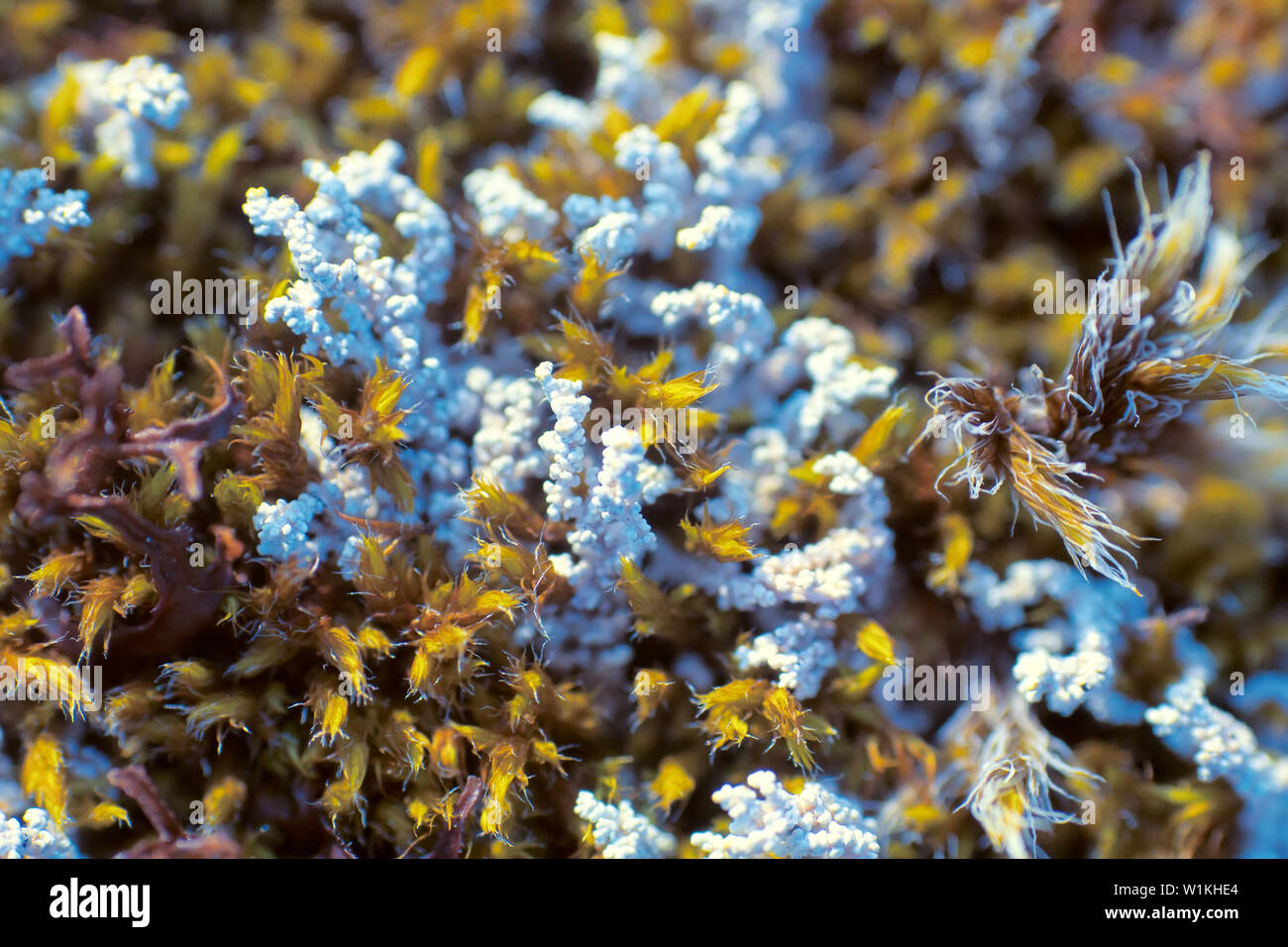 Moss green brium and white botryoidal lichen hi-res stock photography ...
